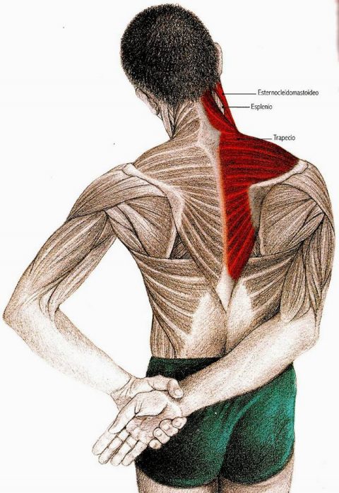 Cómo QUITAR el DOLOR de CUELLO y aliviar una contractura cervical ...