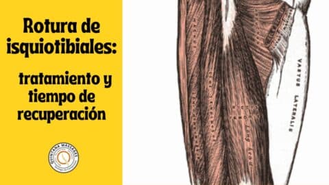 Rotura de isquiotibiales: tratamiento y tiempo de recuperación ...